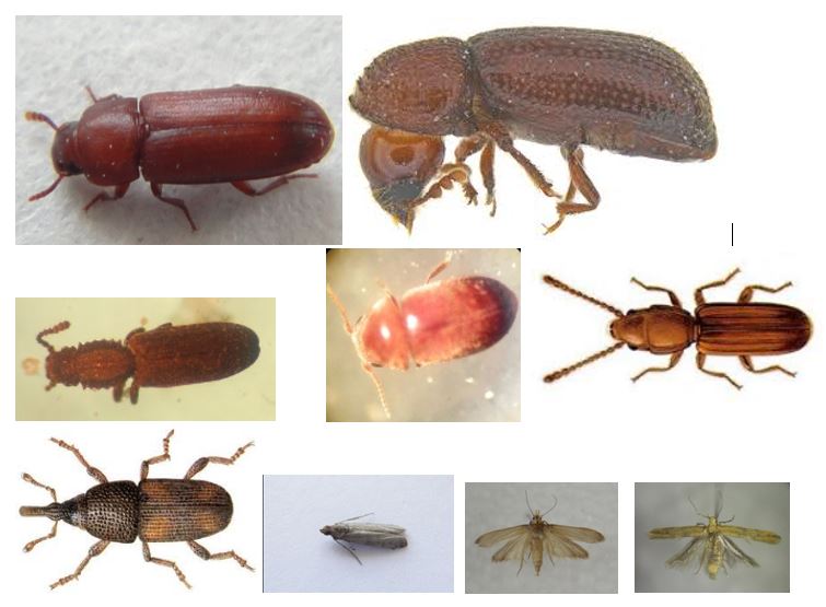 R2 Biosmart Pest Management